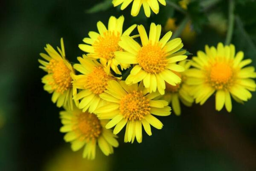 30 Robinsons Rose Daisy Pyrethrum Daisies BW91028-5 - Etsy