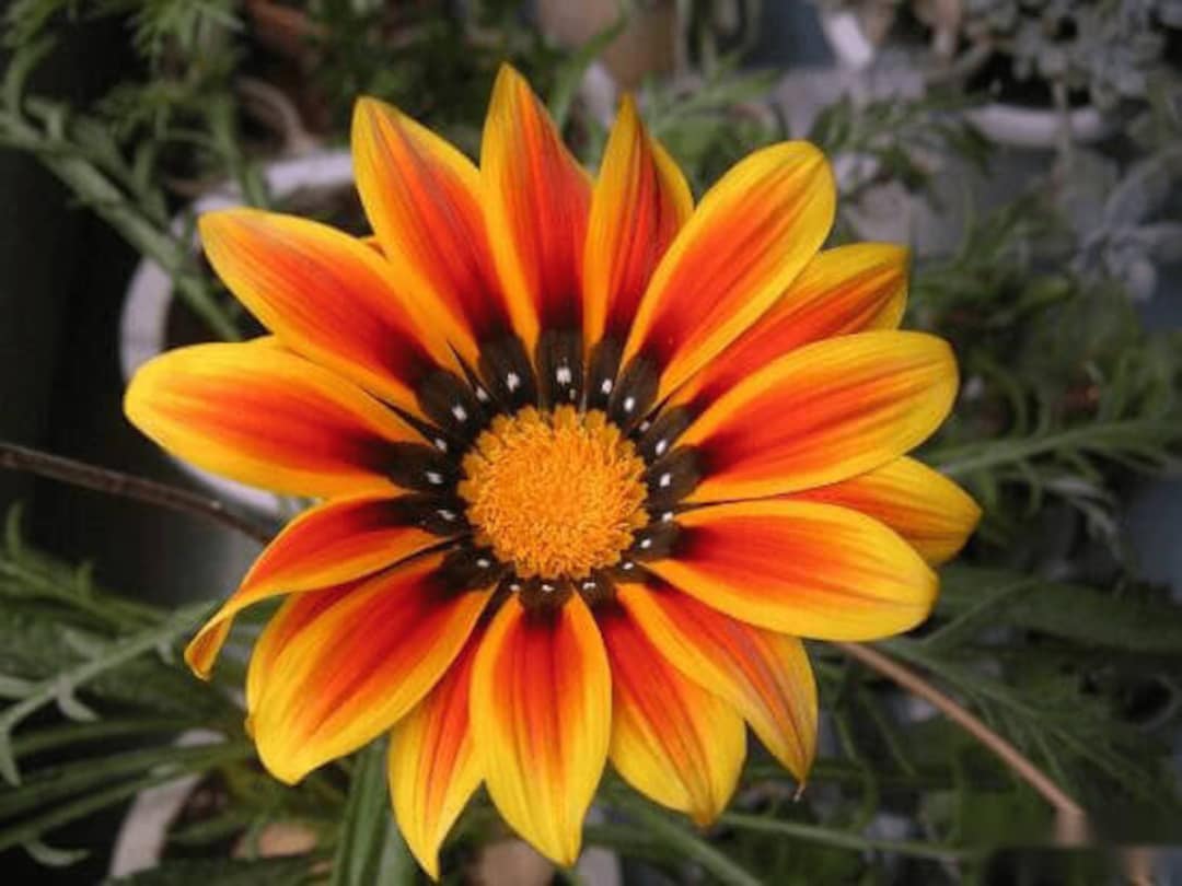30 Gazania Seeds New Day Rose Stripe Seeds BW91018-7 - Etsy