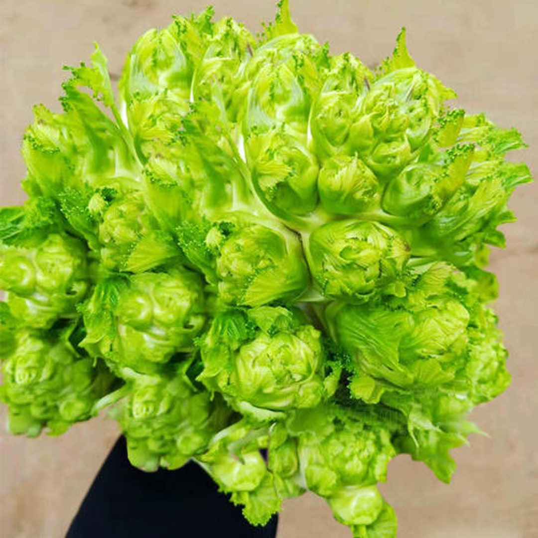 100 Chinese Mustard Seeds Brassica Juncea AW95117 - Etsy