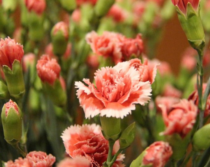 30 Carnation Dianthus Caryophyllus Chabaud Flower Seeds BW91072-14 - Etsy