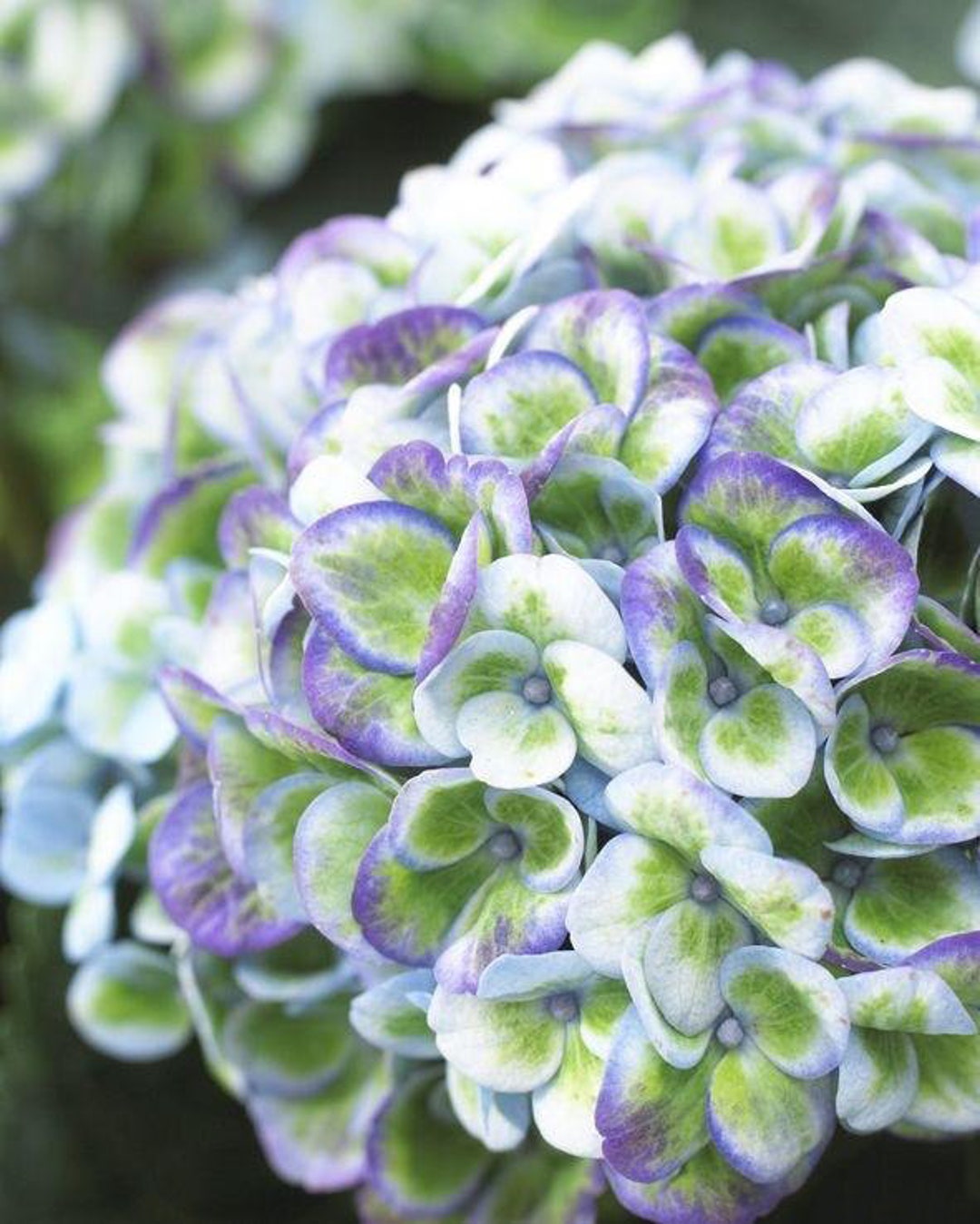 10 Rare Hydrangea Flower Seeds CW91072-409 - Etsy