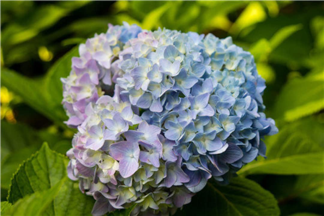 10 Rare Hydrangea Flower Seeds CW91072-10 - Etsy