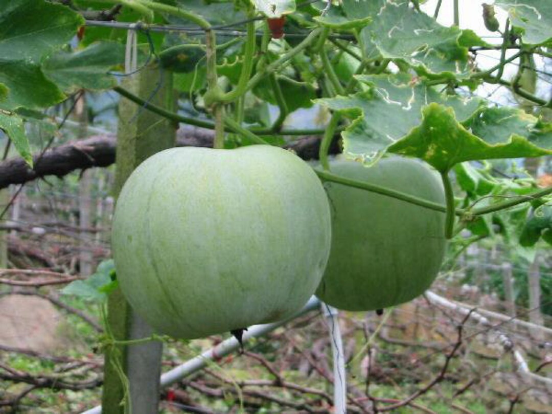 10 Mini Winter Melon Seeds AW98027 - Etsy