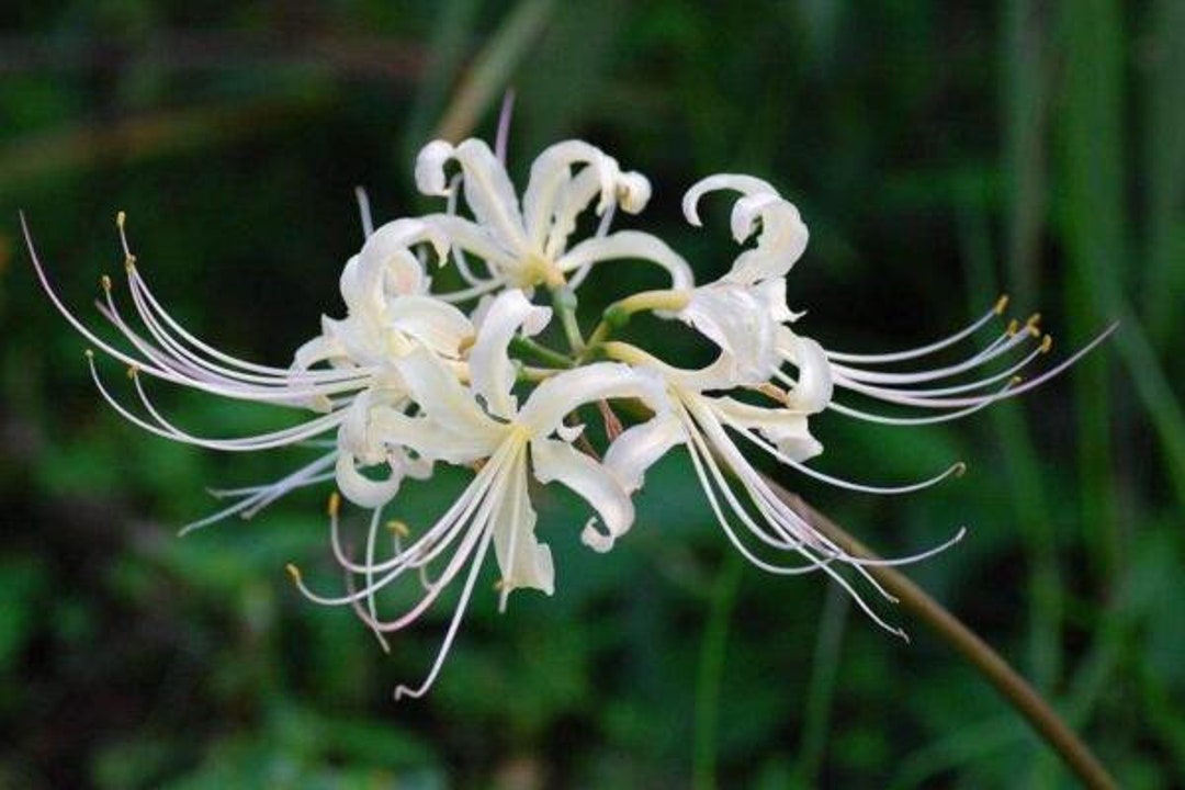2 White Lycoris Radiata Bulbs FW95218-1 - Etsy