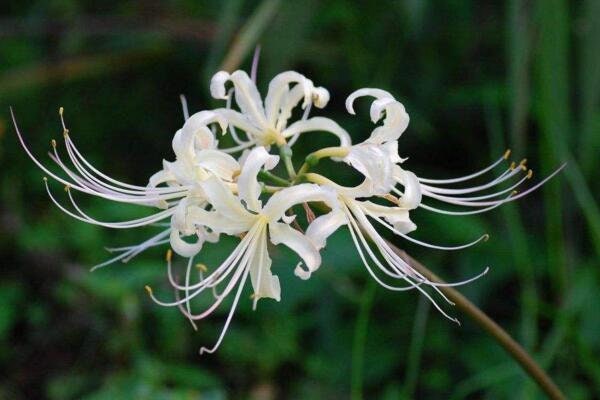 2 White Lycoris Radiata Bulbs FW95218-1 - Etsy