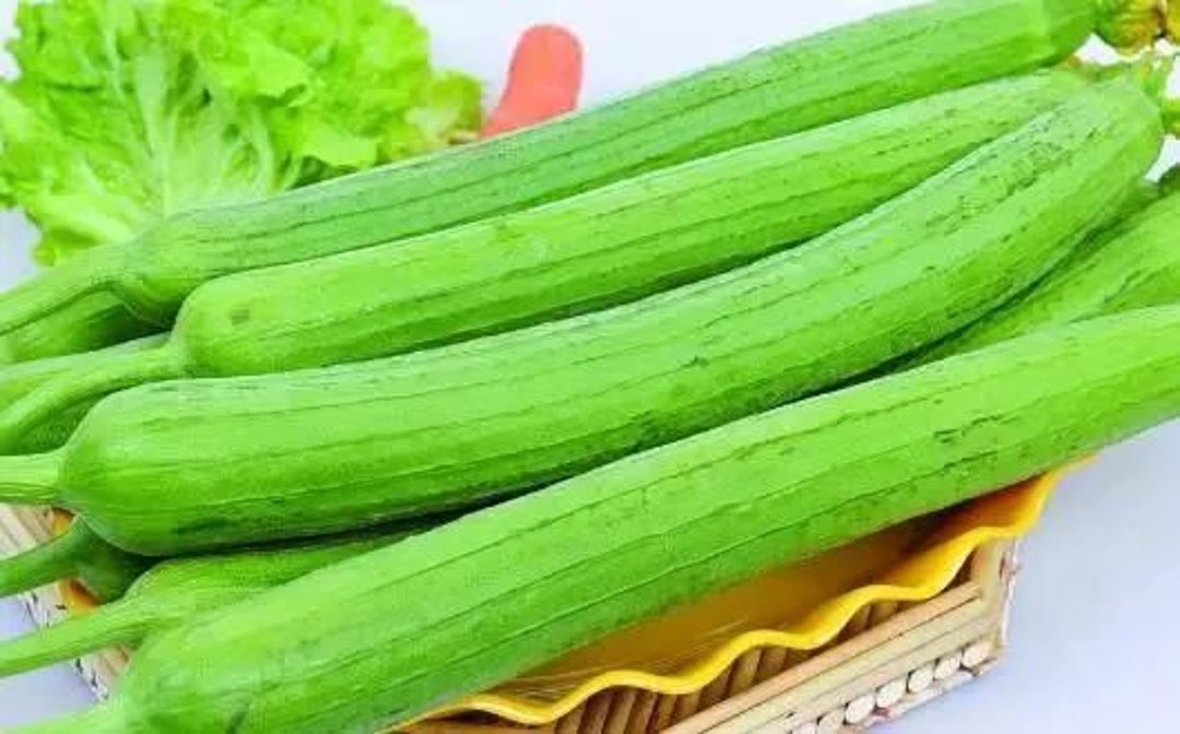5 Long Emerald Hybrid Smooth Luffa Seeds AW95092 - Etsy