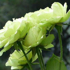 10 Green Rose Rosa Bush Shrub Perennial Flower Seeds HW91003 - Etsy