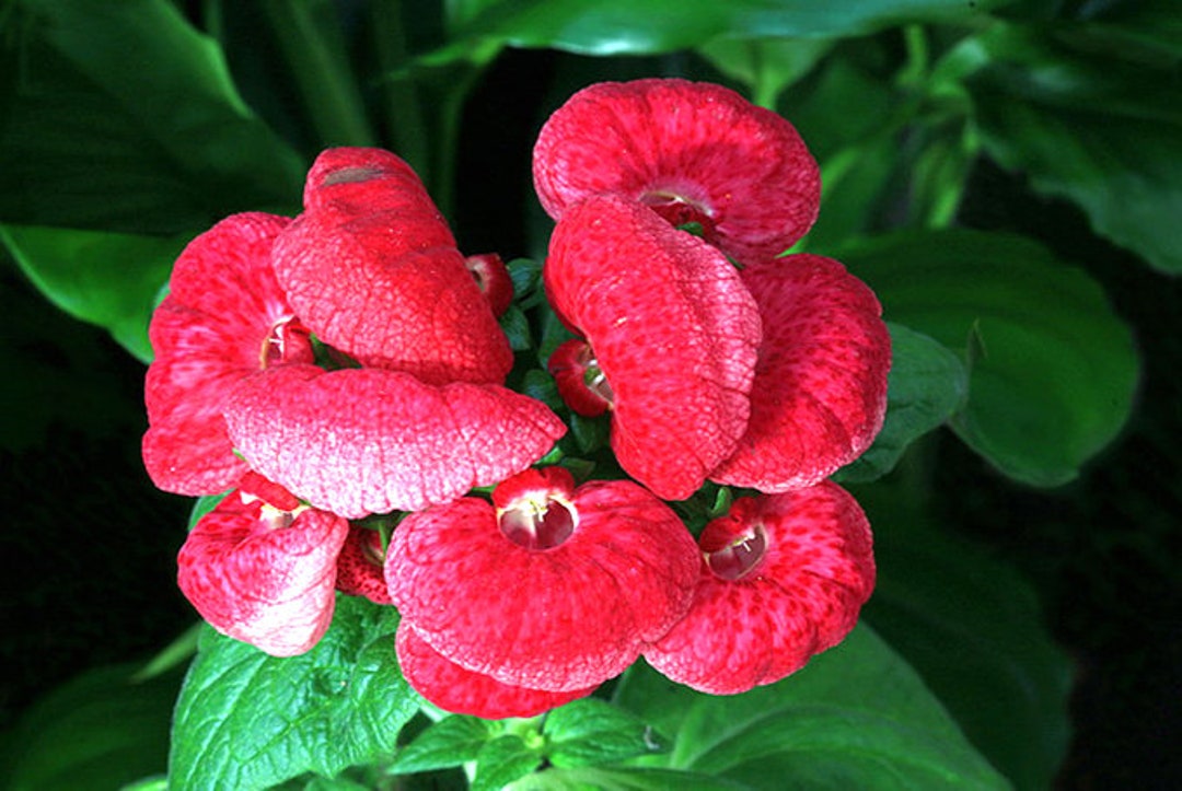 10 Rare Slipper Flower Fascination Flower Seeds EW91001-40 - Etsy