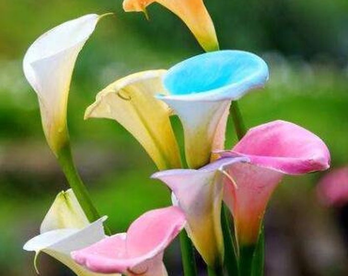 5 MIX Calla Lily Bulbs HW96204-8 - Etsy