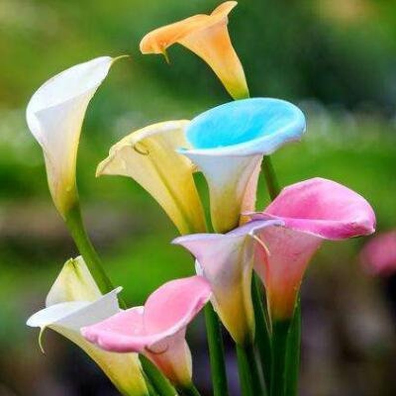 5 MIX Calla Lily Bulbs HW96204-8 - Etsy
