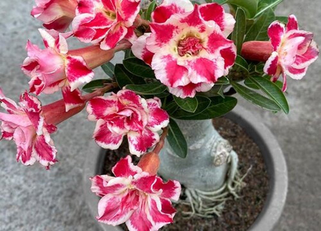 5 Rare Desert Rose Flowers Seeds FW95227-226 - Etsy