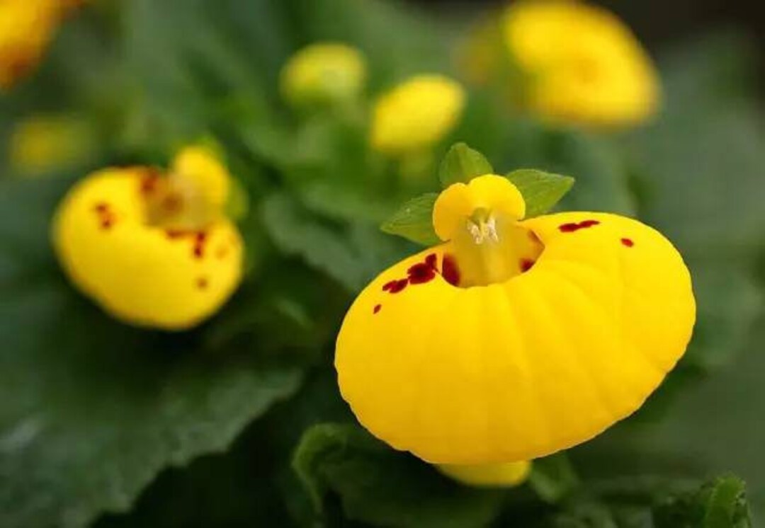 10 Rare Slipper Flower Fascination Flower Seeds EW91001-15 - Etsy