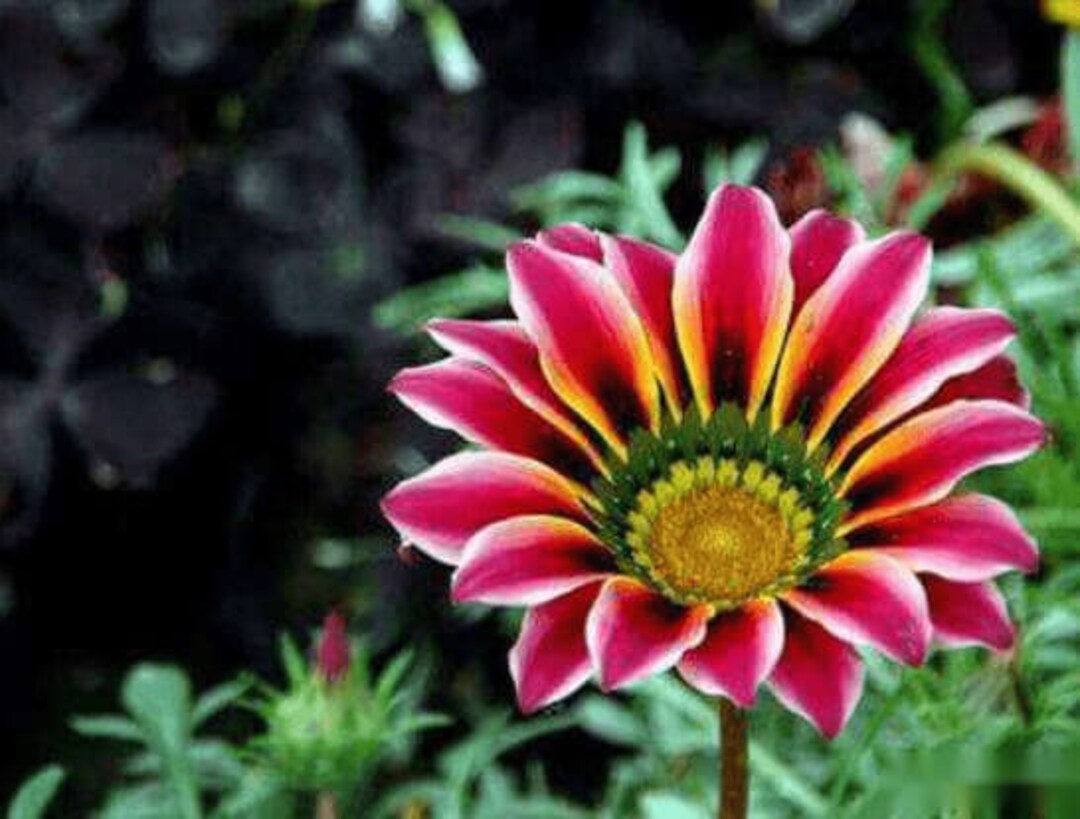 30 Gazania Seeds New Day Rose Stripe Seeds BW91018-5 - Etsy