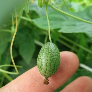 60 Cucamelon Melothria Melon Mexican Gherkin Mini Watermelon Seeds ...