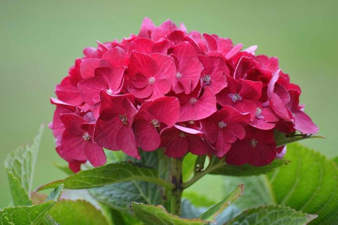 10 Rare Hydrangea Flower Seeds CW91072-149 - Etsy