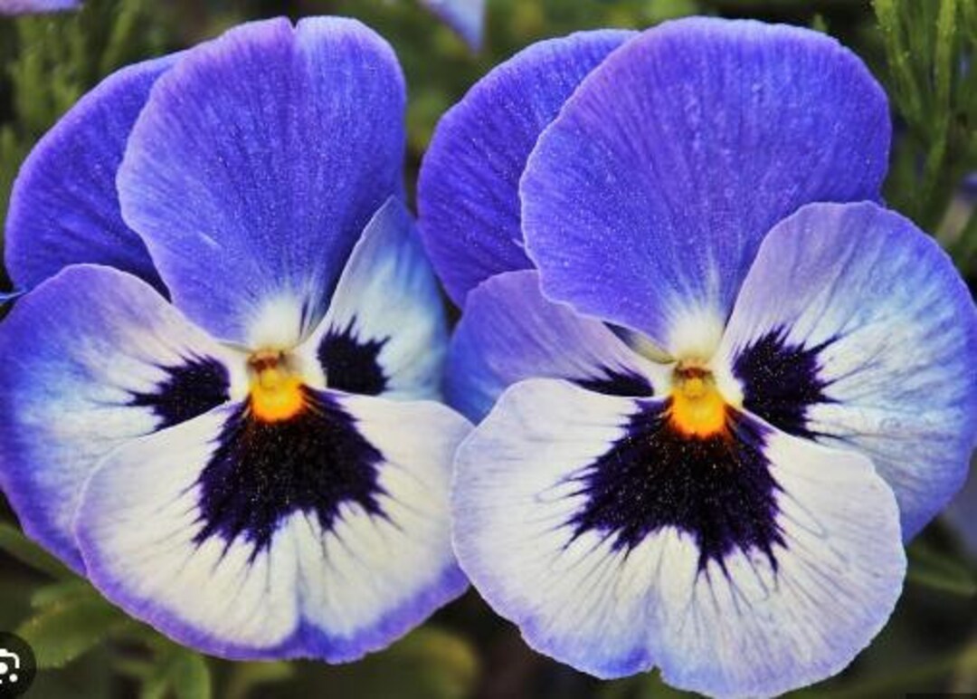 40 Pansy Flower Seeds BE81026-137 - Etsy