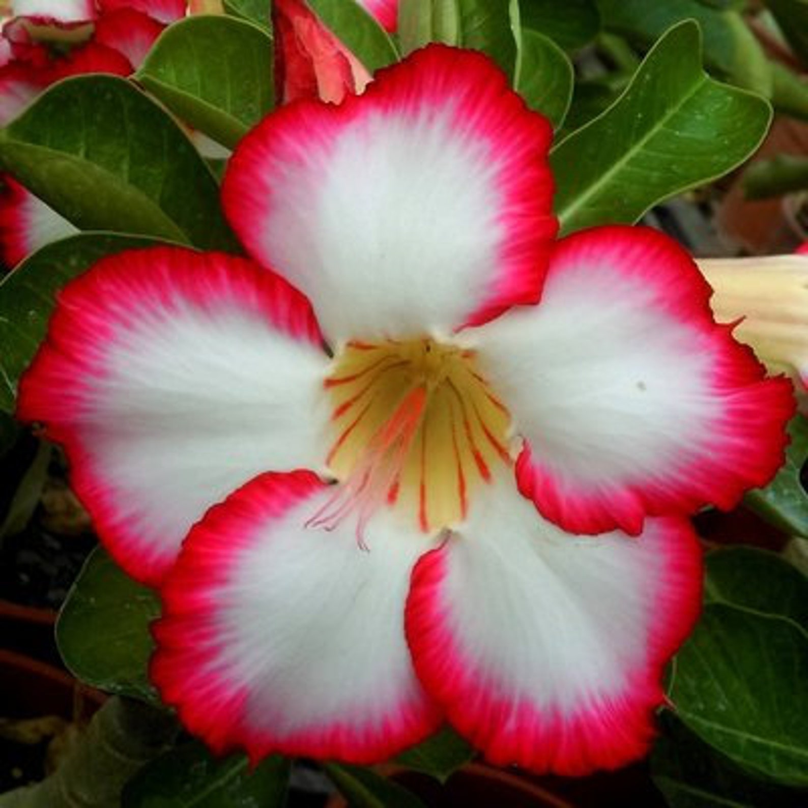 5 Rare Desert Rose Flowers Seeds FW95227-2 - Etsy