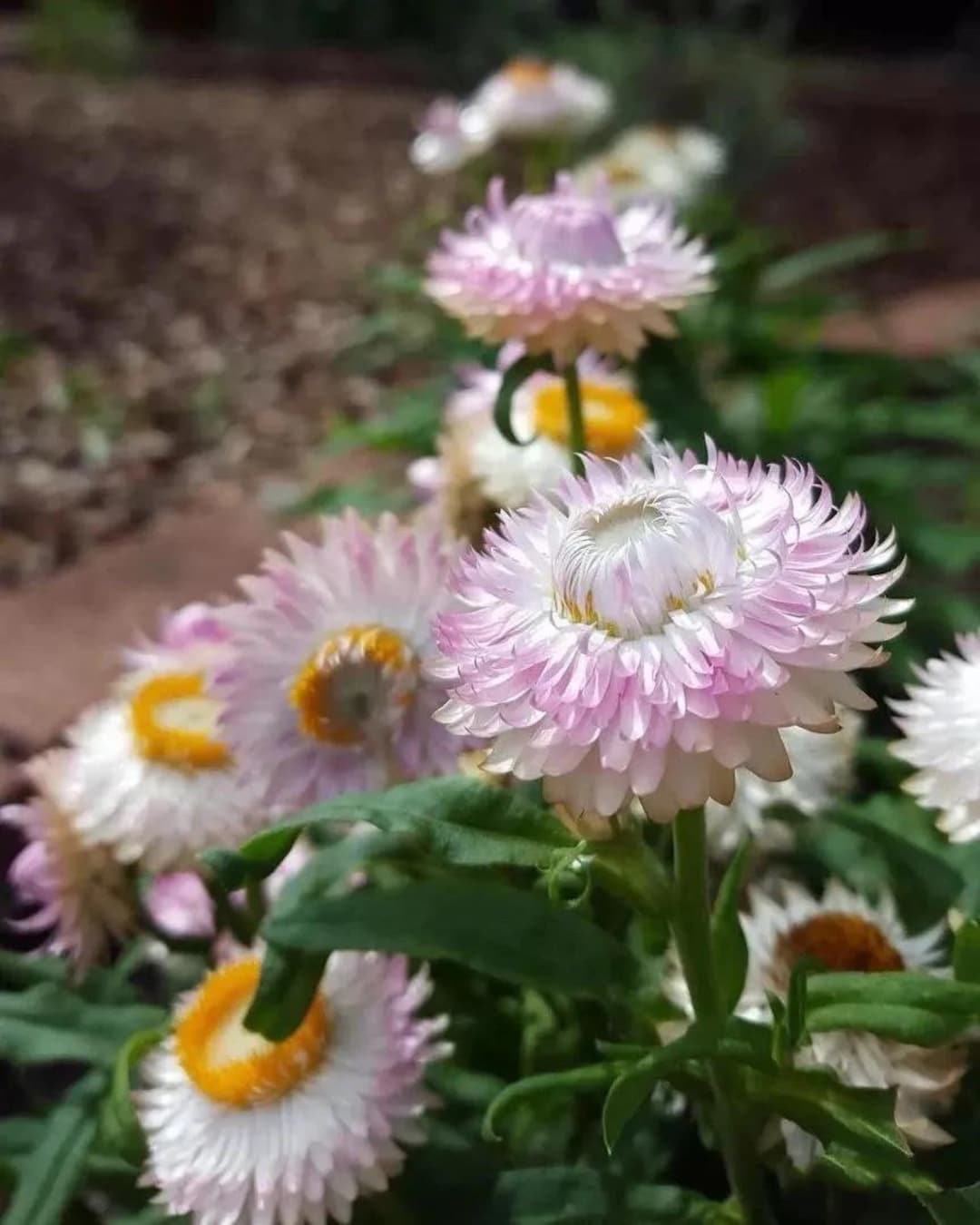 30 Strawflower Helichrysum Bracteatum Seeds BW95003-2 - Etsy