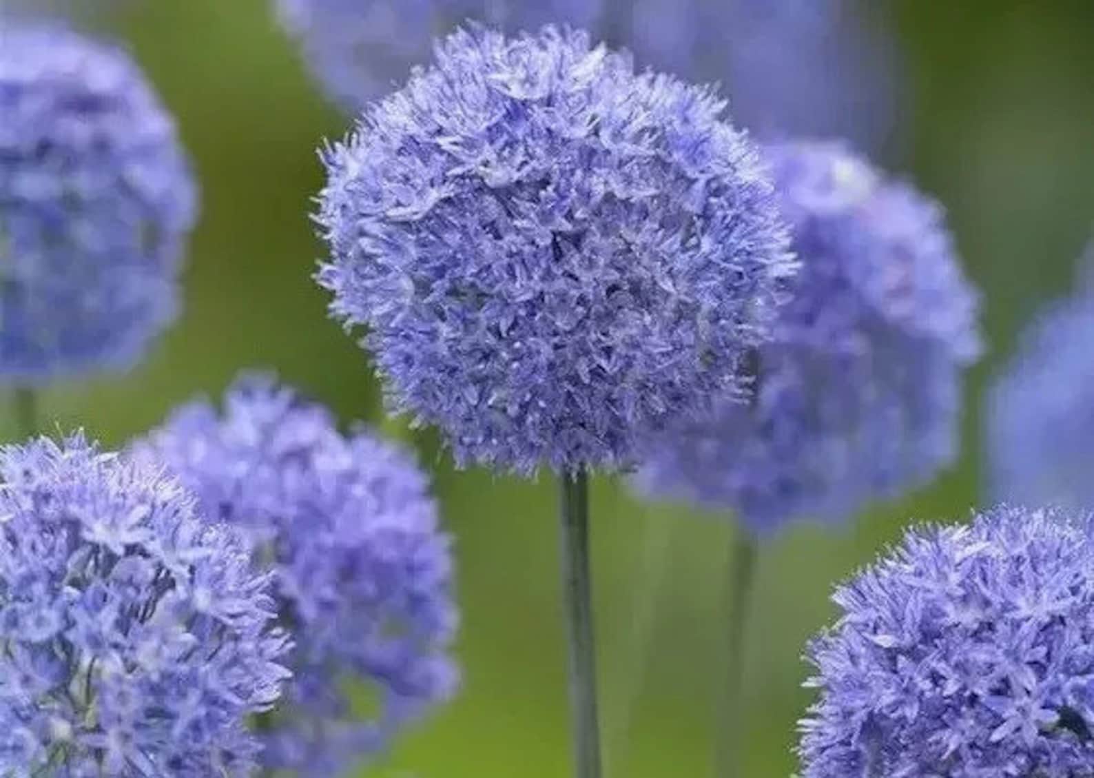 20 Giant Ball Onion Allium Christophii Huge Hardy Perennial Seeds ...