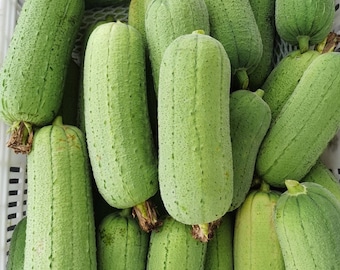 5 Long Emerald Hybrid Smooth Luffa Seeds AW95092 - Etsy