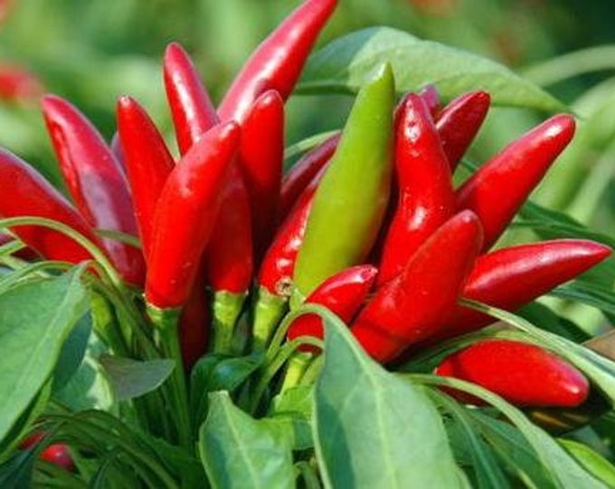 600 Very Spicy Hot Pepper Chili Seeds VW91021 - Etsy