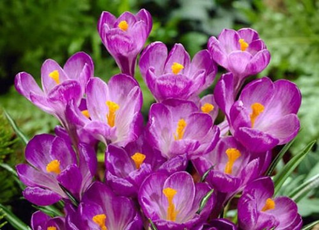 5 Crocus Sativus Dutch Crocus Bulbs F8000-344 - Etsy
