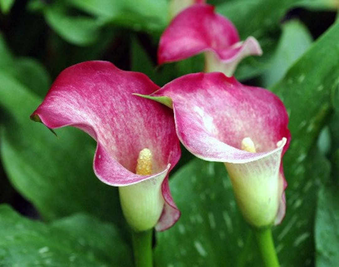 2 Rare Calla Lily Bulbs H6204-2 - Etsy