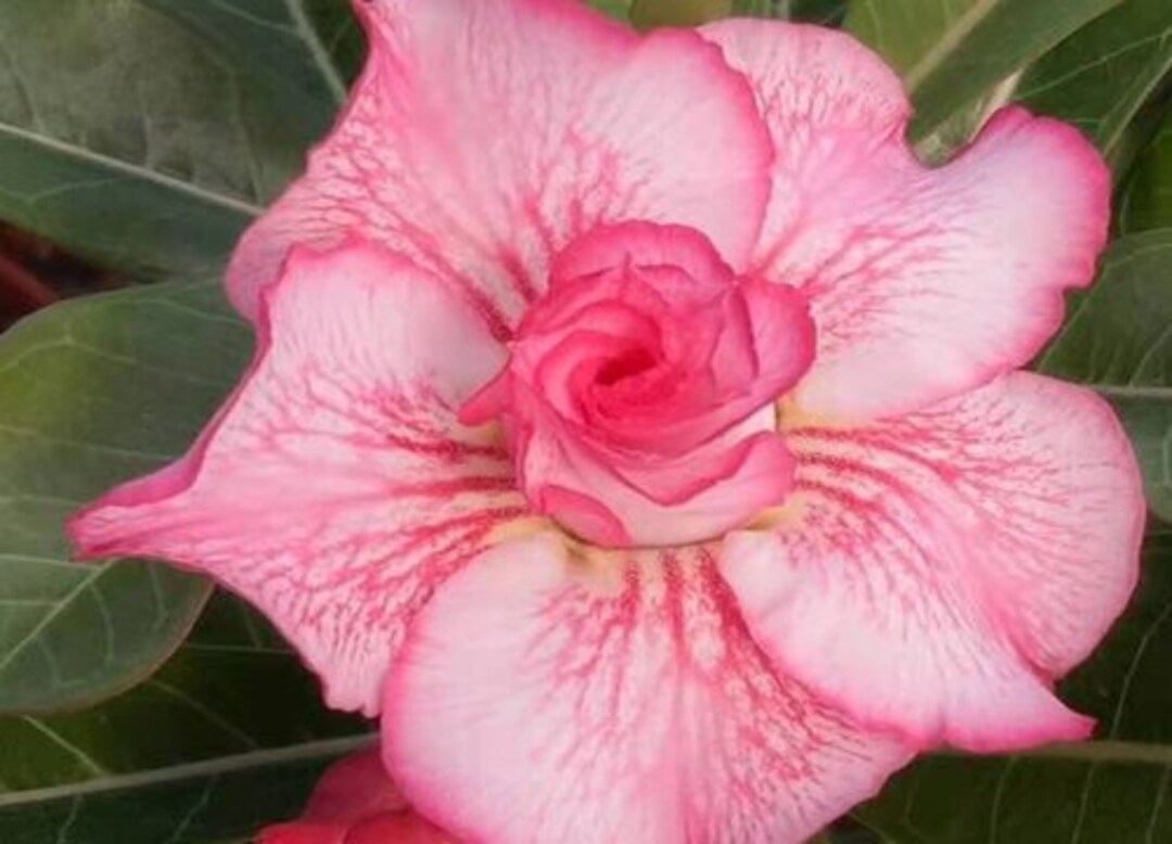 5 Rare Desert Rose Flowers Seeds FW95227-287 - Etsy