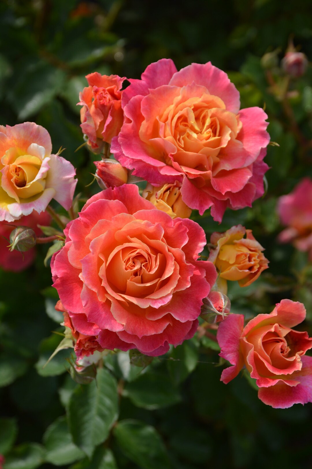 10 ROSE Rosa Bush Flower Seeds BW97001-17 - Etsy