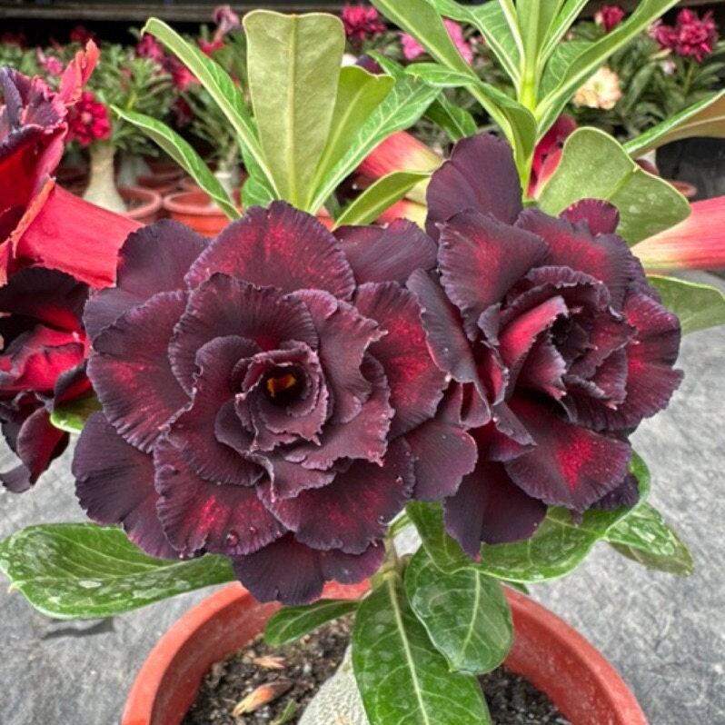 5 Rare Desert Rose Flowers Seeds FW95227-62 - Etsy