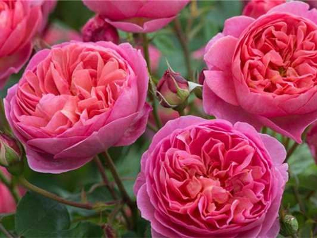10 ROSE Rosa Bush Flower Seeds BW97001-40 - Etsy