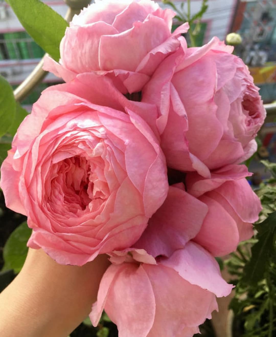10 Pink Rose Rosa Bush Shrub Perennial Flower Seeds HW94014 - Etsy