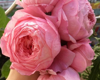 Rose “romantic Antike” 浪漫古董strong Fragrance Live Shrub Plant Ownroot, 1 ...
