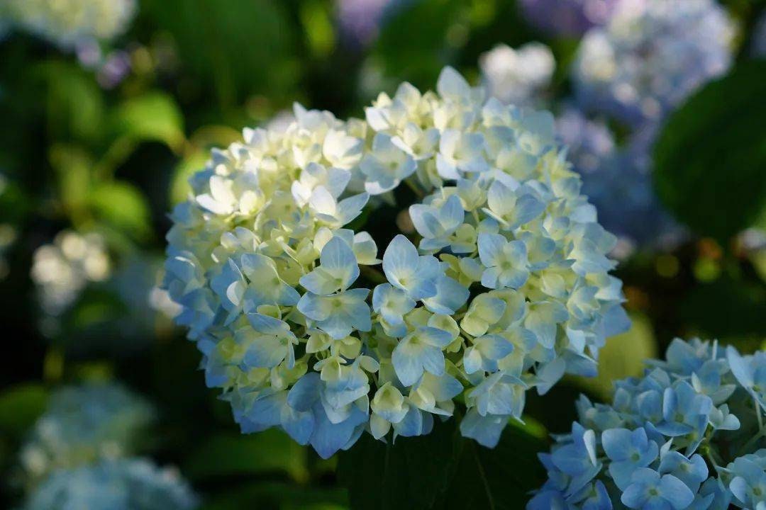 10 Rare Hydrangea Flower Seeds CW91072-13 - Etsy