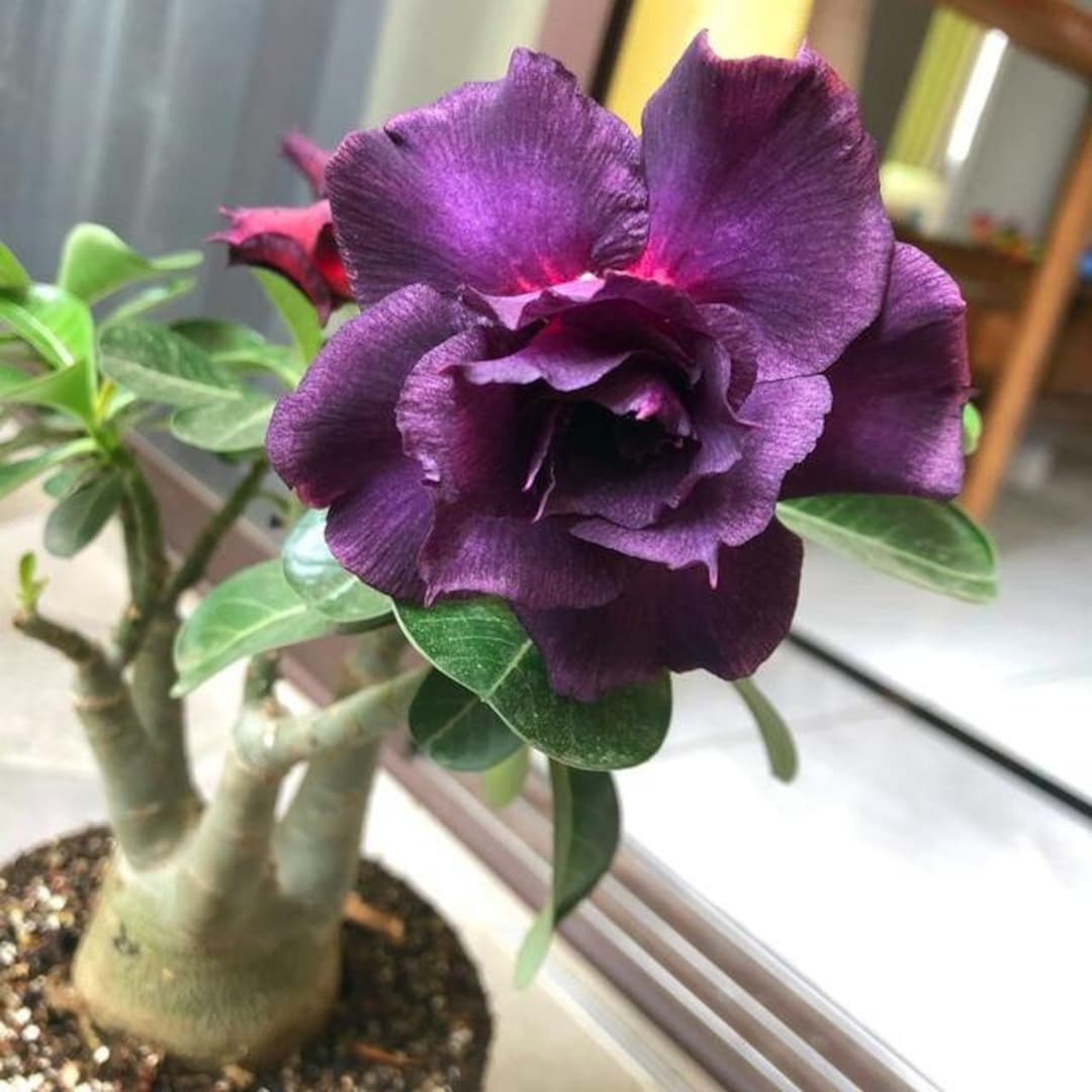 5 Rare Desert Rose Flowers Seeds FW95227-59 - Etsy