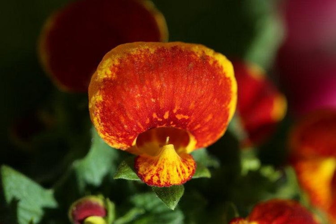 10 Rare Slipper Flower Fascination Flower Seeds EW91001-20 - Etsy