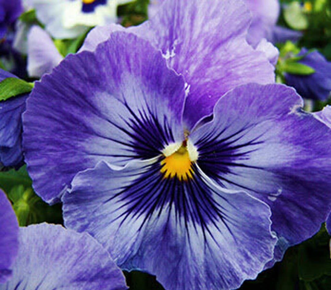 40 Pansy Flower Seeds BE81026-120 - Etsy