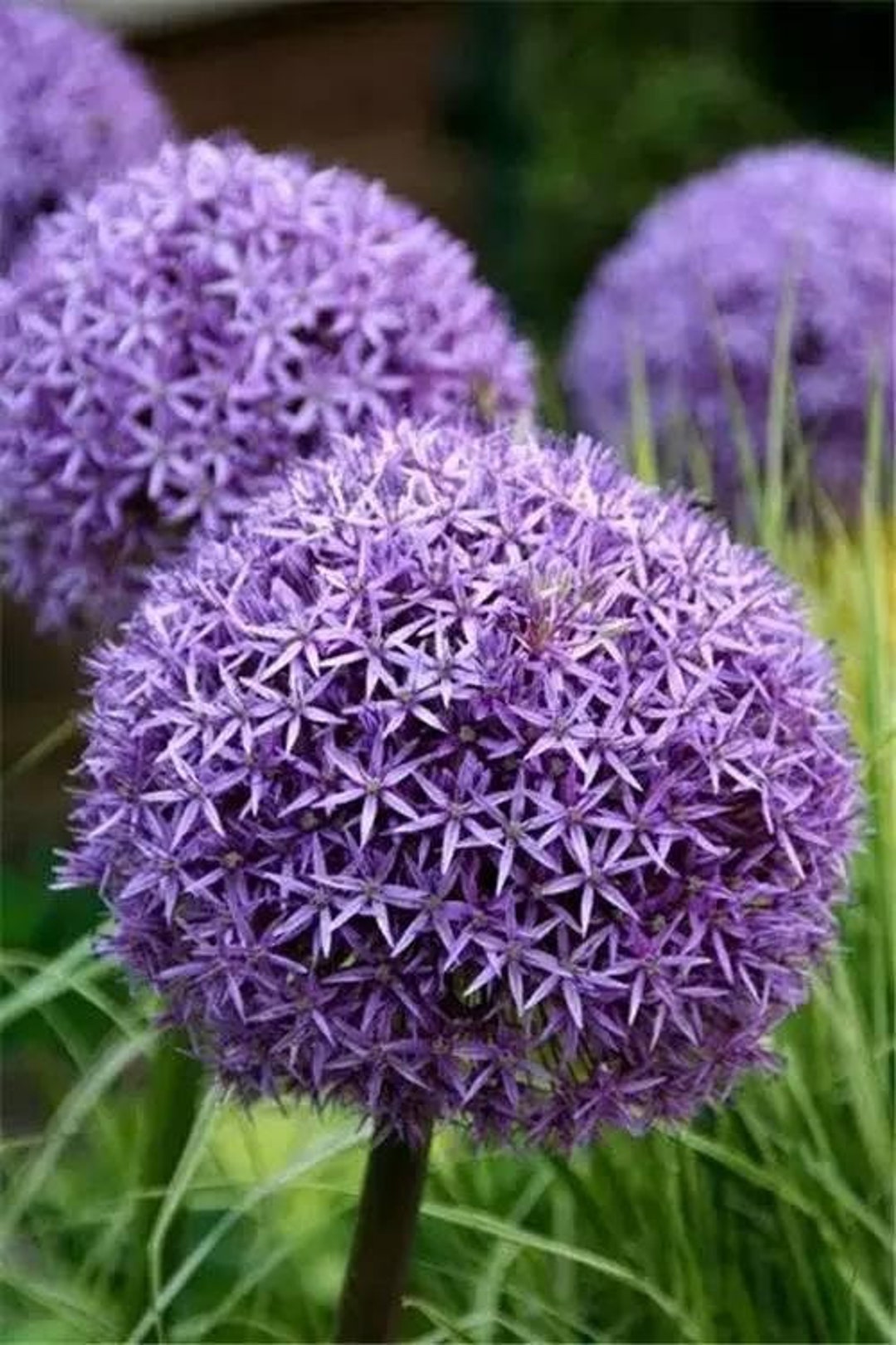 20 Giant Ball Onion Allium Christophii Huge Hardy Perennial Seeds ...