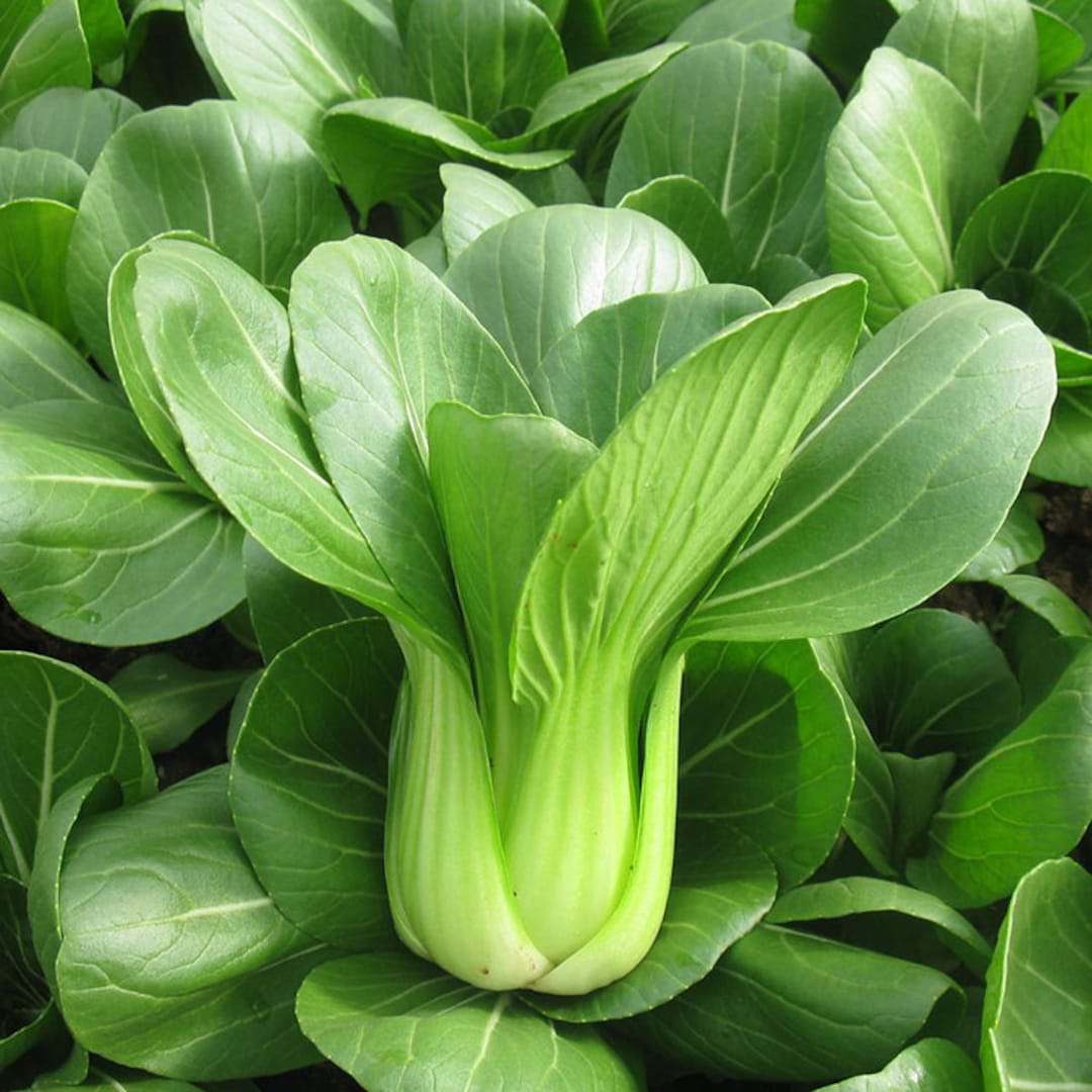 1000 Chinese Cabbage Chinese Shanghai Green Baby Bok Choy Seeds V1031 ...