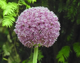 20 Giant Ball Onion Allium Christophii Huge Hardy Perennial - Etsy