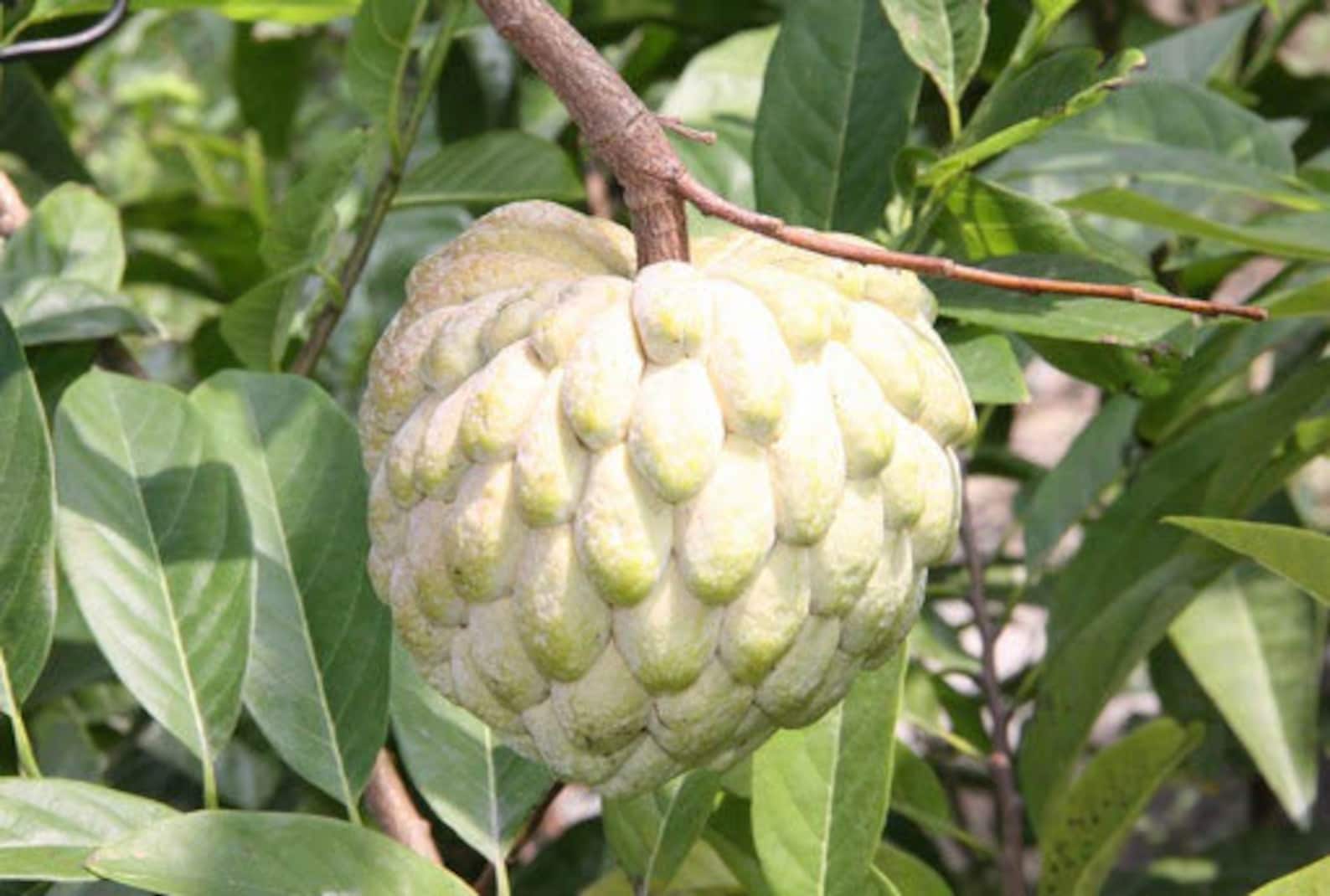 10 Sugar Apple Seeds Annona Squamosa CW91047 - Etsy