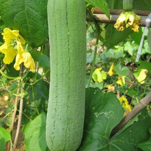 5 Emerald Hybrid Smooth Luffa Seeds AW95363 - Etsy