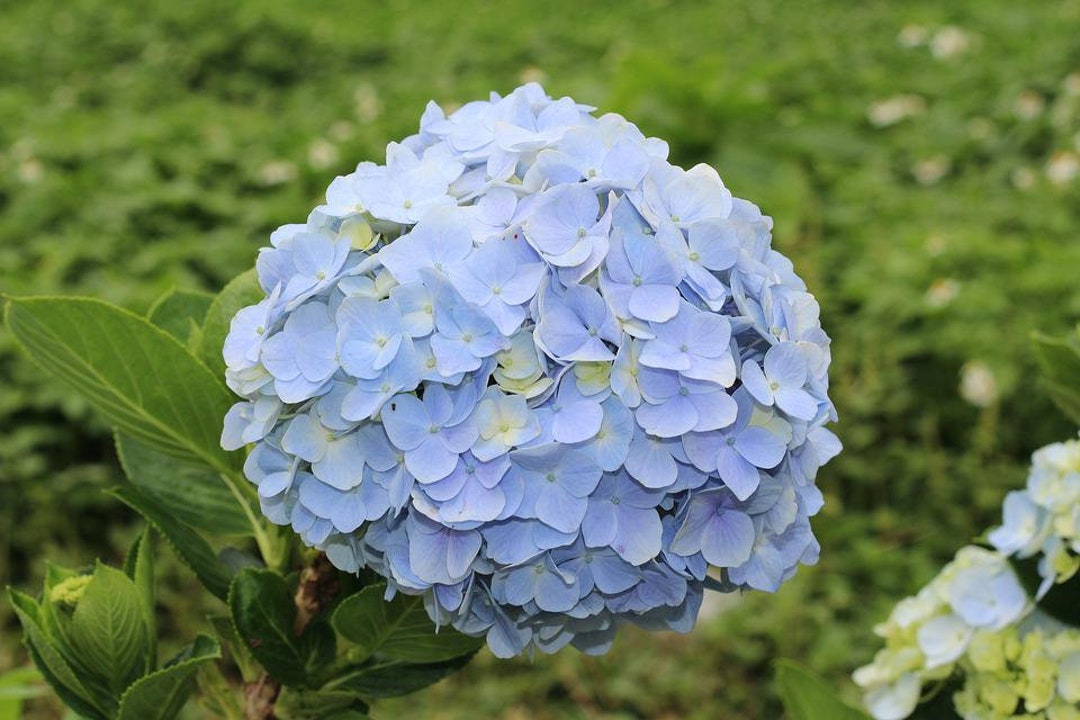 10 Rare Hydrangea Flower Seeds CW91072-6 - Etsy