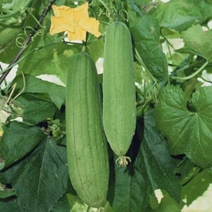 5 Emerald Hybrid Smooth Luffa Seeds AW95363 - Etsy