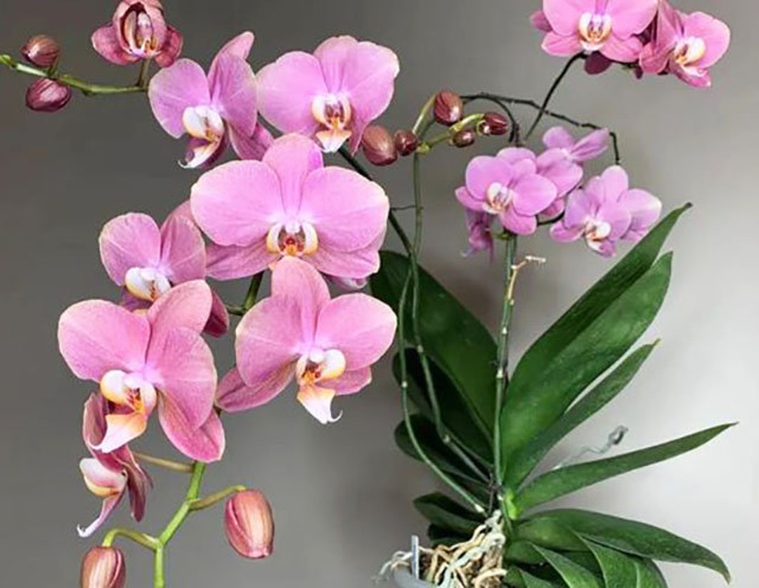 10 Orchid Flower Seeds HW91010-258 - Etsy