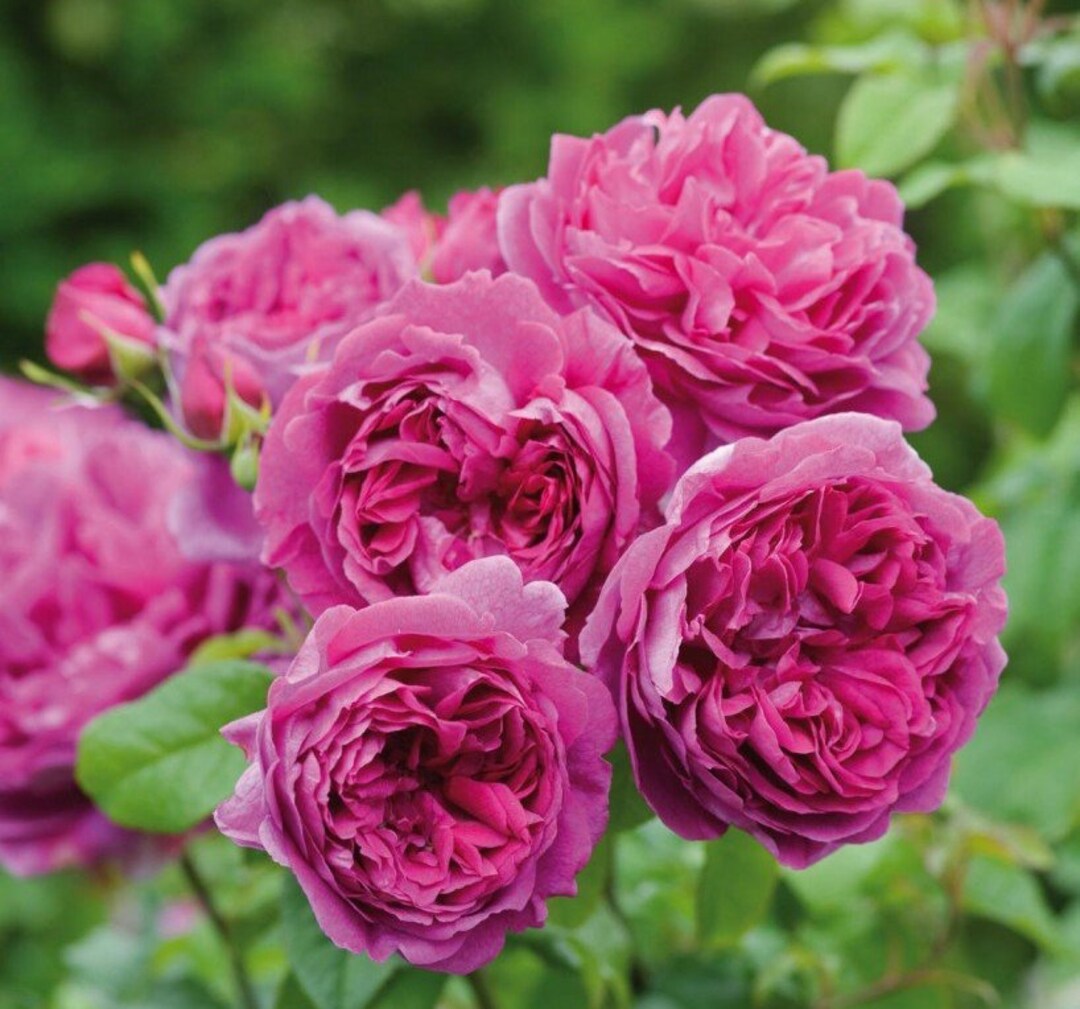 10 ROSE Rosa Bush Flower Seeds BW97001-183 - Etsy