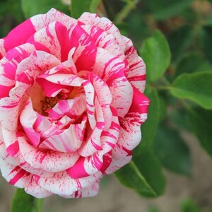 10 Rose Rosa Bush Shrub Perennial Flower Seeds FW94060 - Etsy