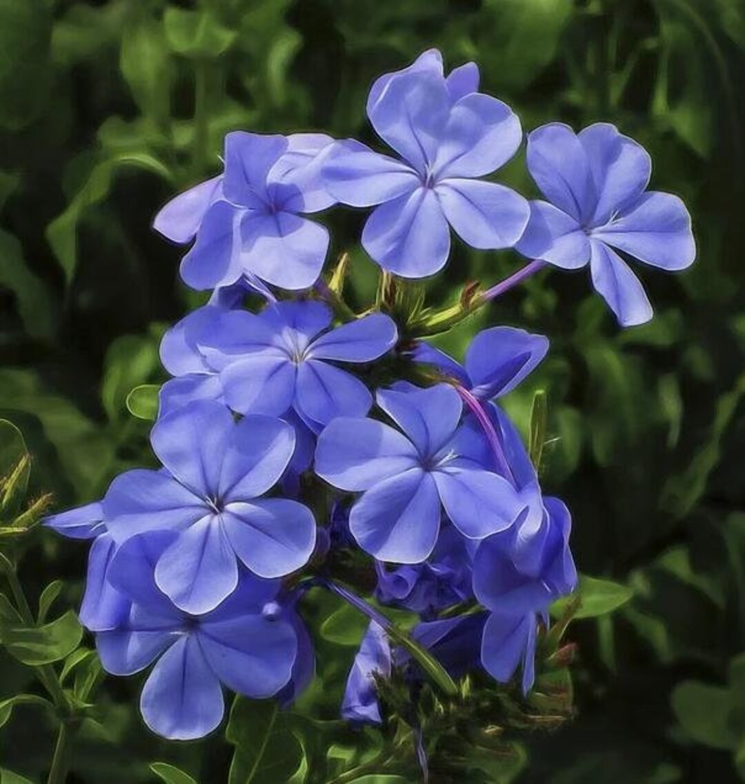 20 Candy Stripes Creeping Phlox Perennial Seeds BW91043-3 - Etsy
