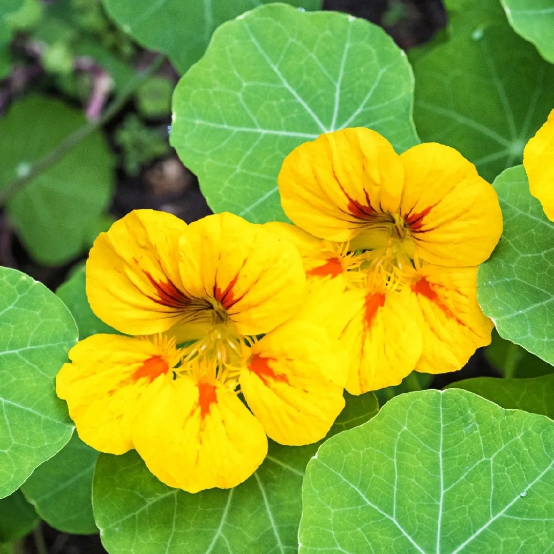 10 Tropaeolum Majus Flower Seeds AW95028-14 - Etsy