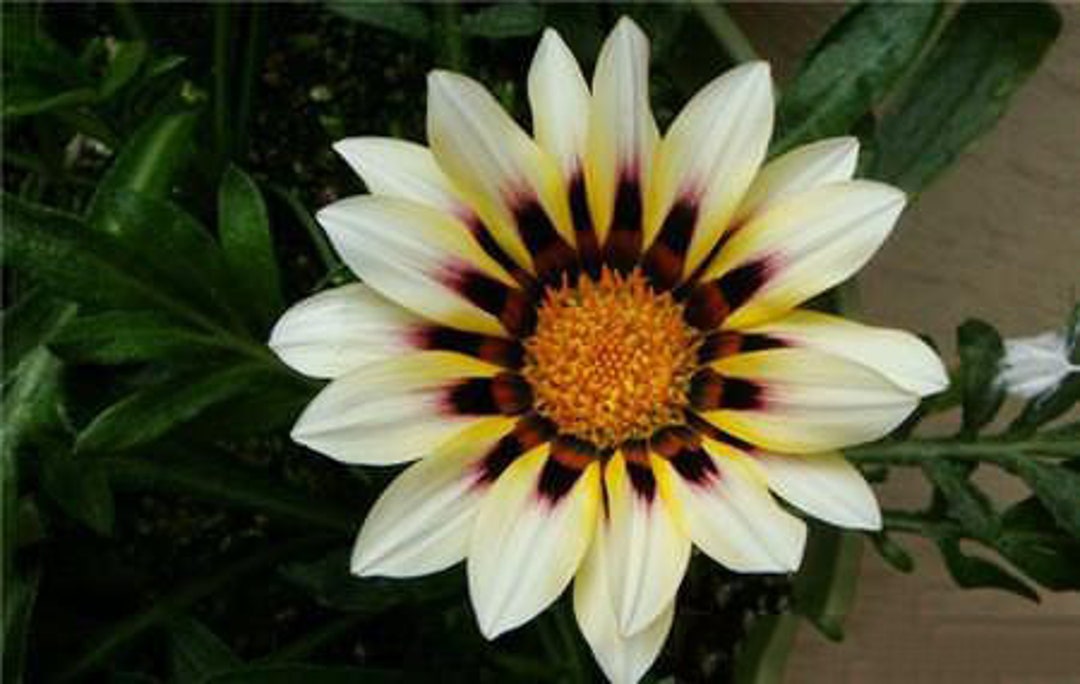 30 Gazania Seeds New Day Rose Stripe Seeds BW91018-3 - Etsy